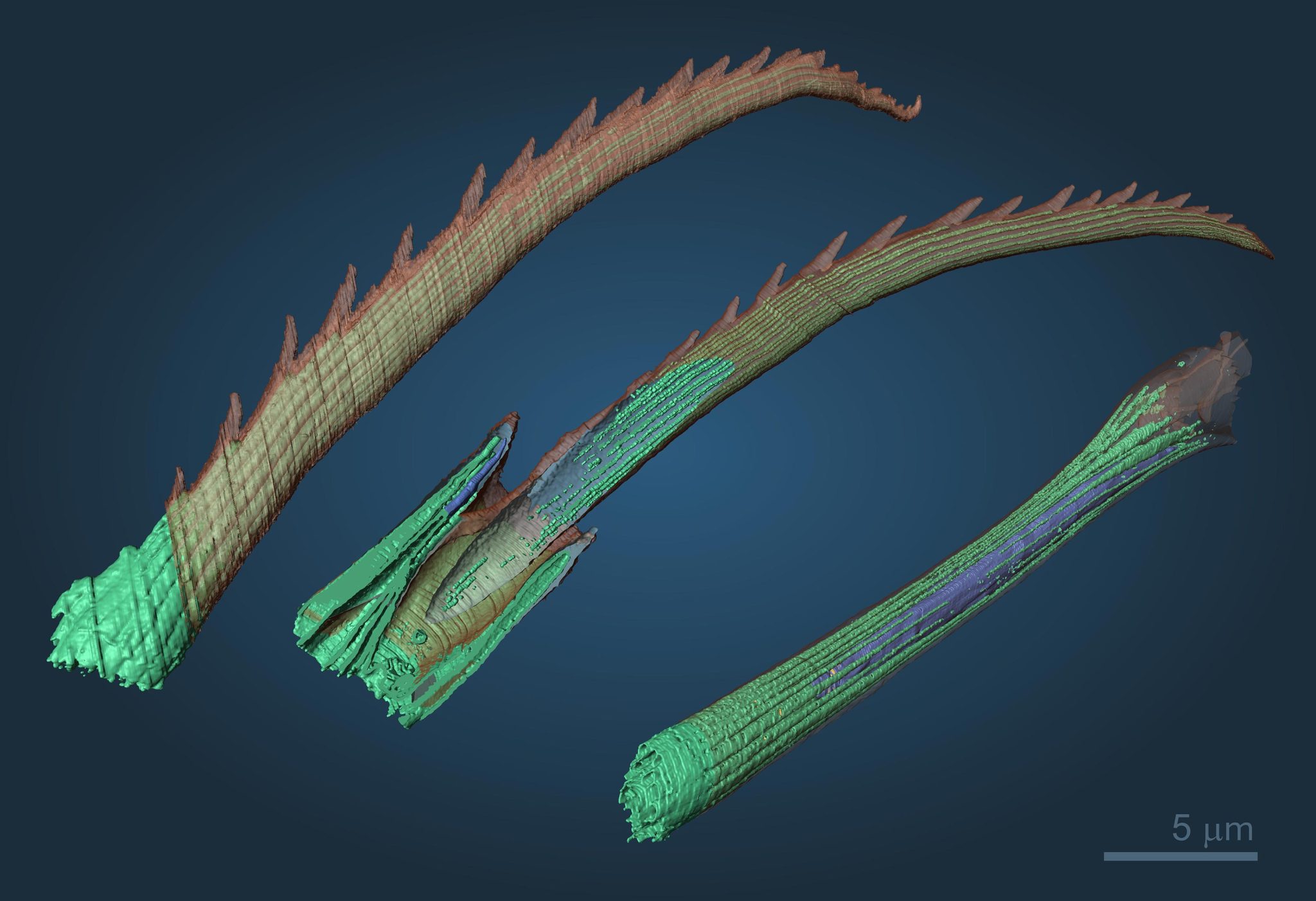 Nature’s Precision 3D Printer: The Artful Construction of Worm Bristles