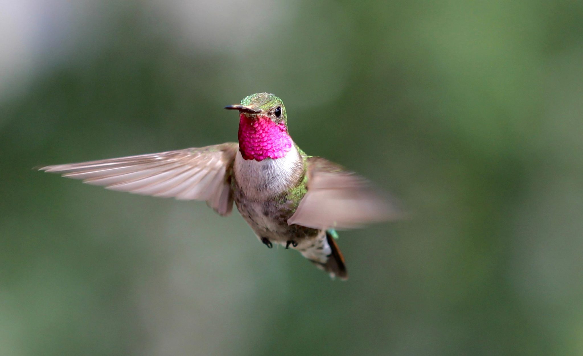 Hummingbirds See Spectacular Colors Humans Can Only Imagine ...