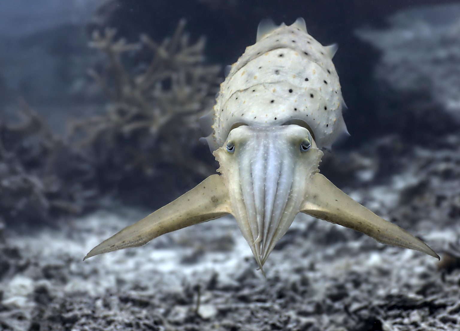Cuttlefish Mesmerize Prey With Hypnotic Moving Stripes