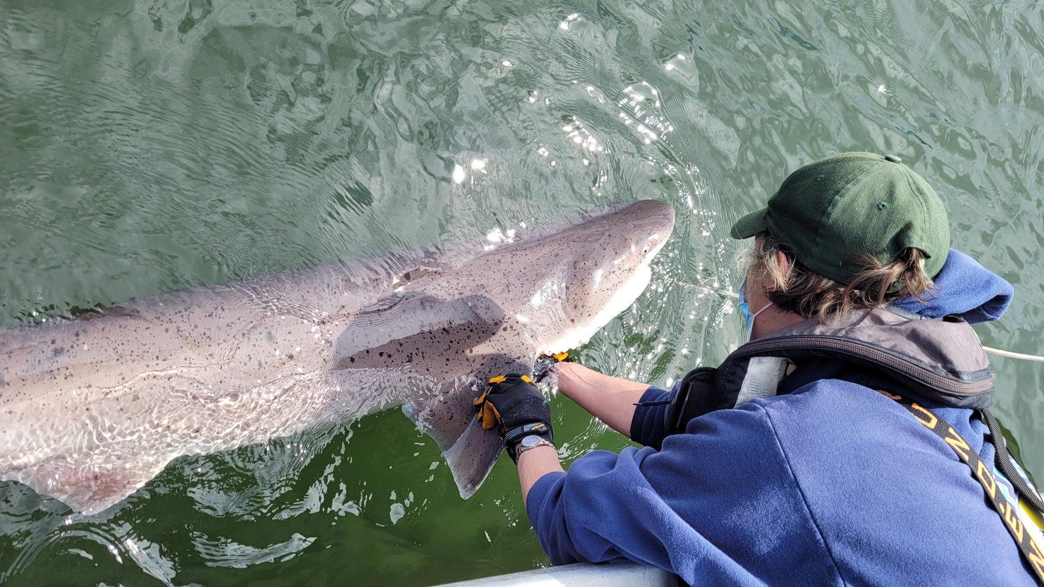 Researchers Discover Critically Endangered Shark Species in the Salish Sea