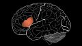 Study Shows Broca’s Area Has Multiple Roles