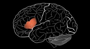 Study Shows Broca’s Area Has Multiple Roles