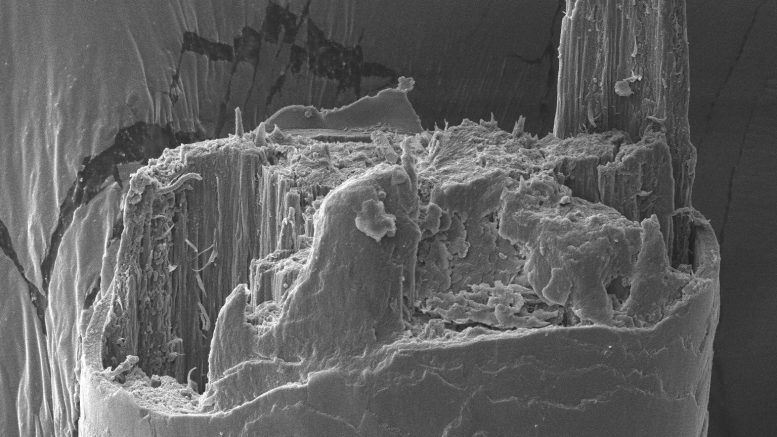 Blond Hair of Melanesians Evolved Differently Than Those of Europeans