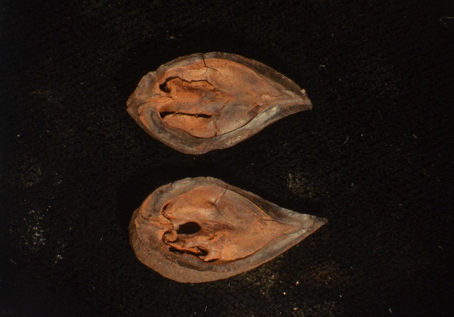 Frozen in Time: Scientists Discover 45-Million-Year-Old Ancient Walnuts ...