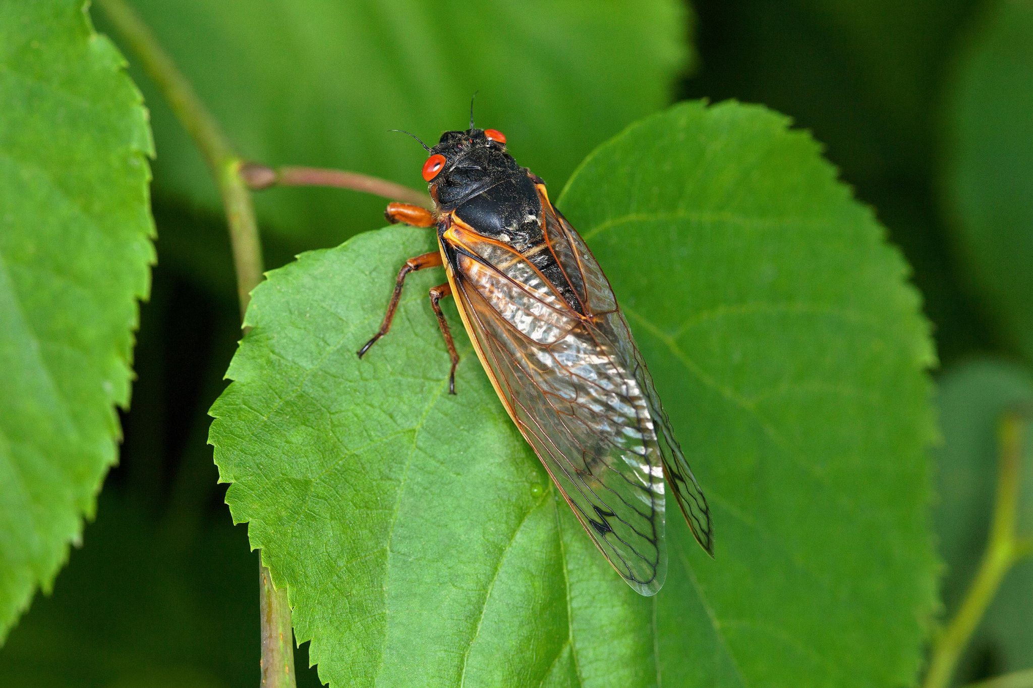 Busting Myths: Scientists Settle a Long-Standing Debate About Cicadas
