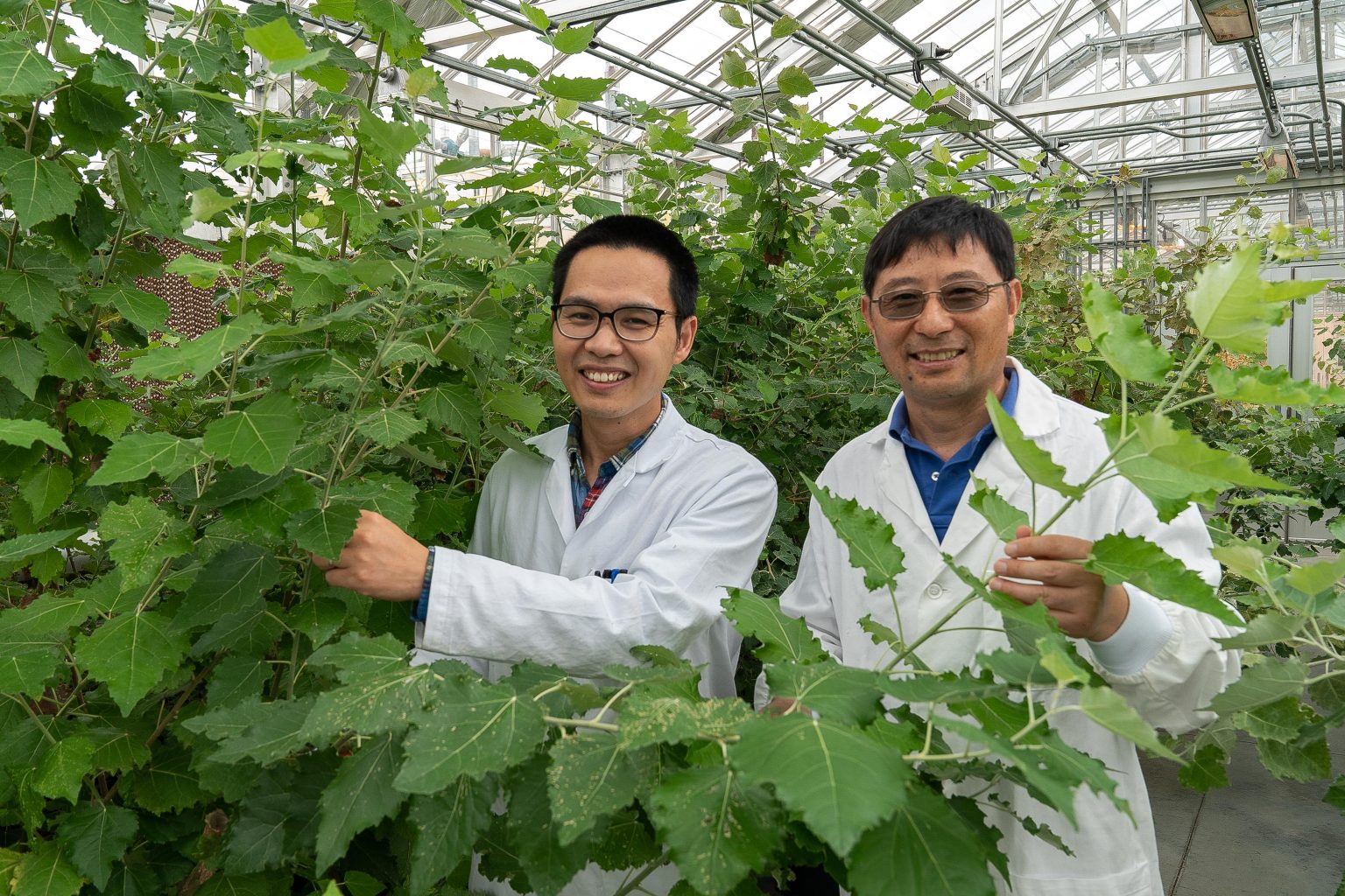 Enzyme Identified for Making Key Industrial Chemical in Plants