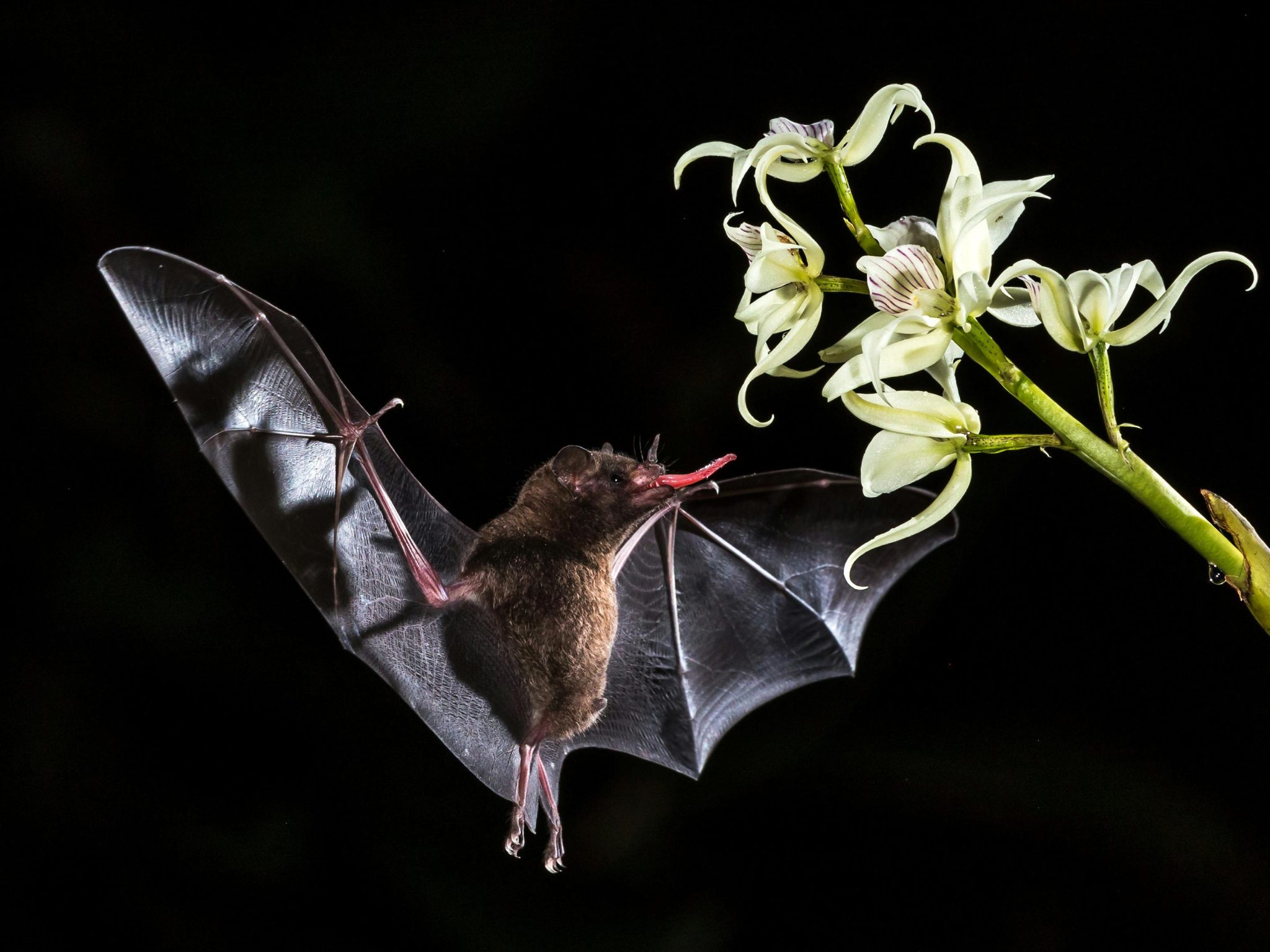 How Did Bats Begin to Fly? Science Unfolds Their Ancient Secrets