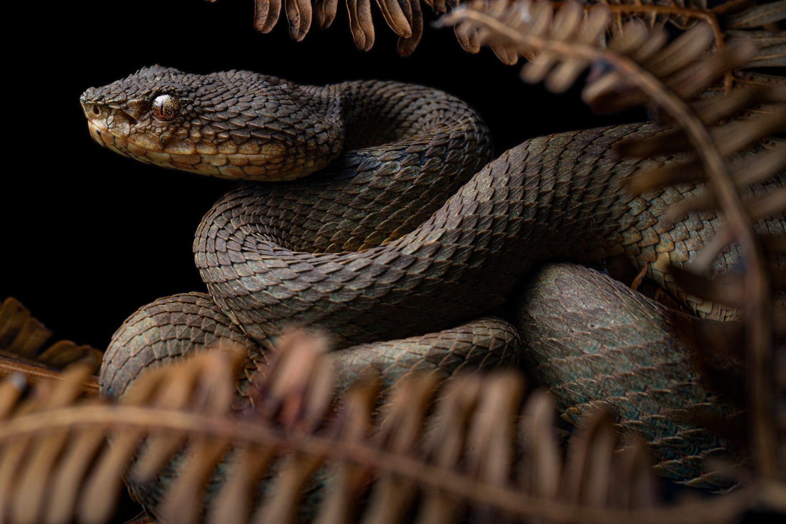 Five Dazzling New Species of Eyelash Vipers Discovered in South America
