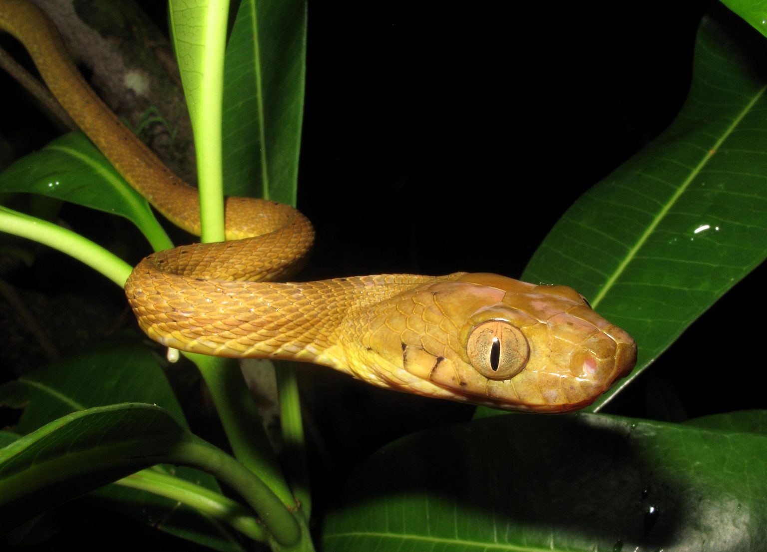 “Lasso Climbing” – Scientists Discover Bizarre New Fifth Mode of Snake ...