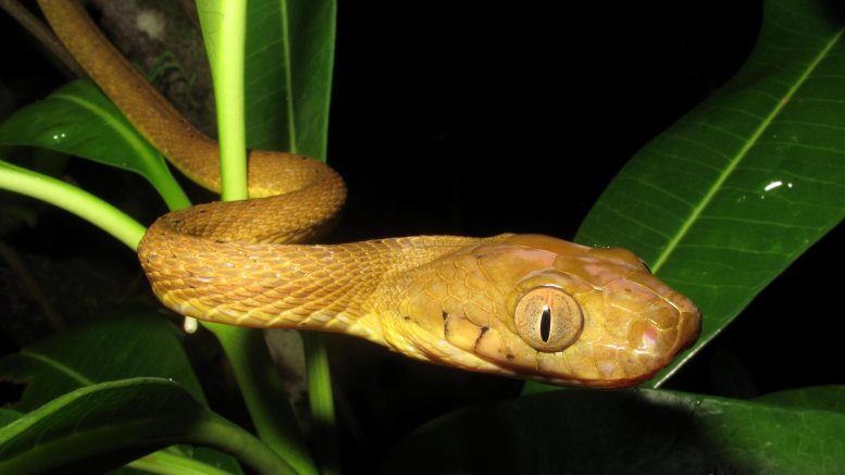 “Snake Pneumonia” – Coronavirus Outbreak in China Traced to Snakes by ...