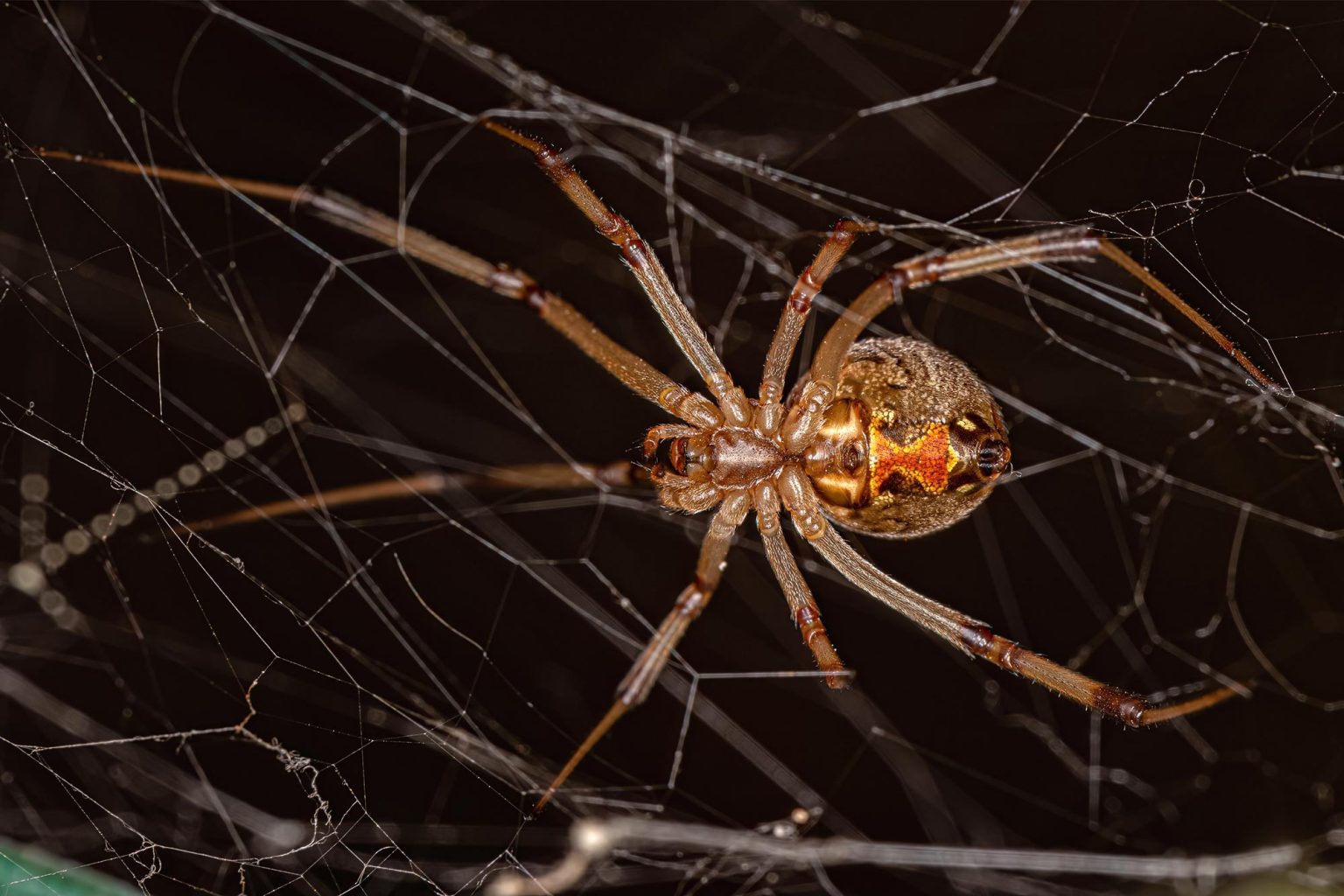 Seek & Destroy: Black Widow Spiders Are Being Actively Hunted by Brown ...