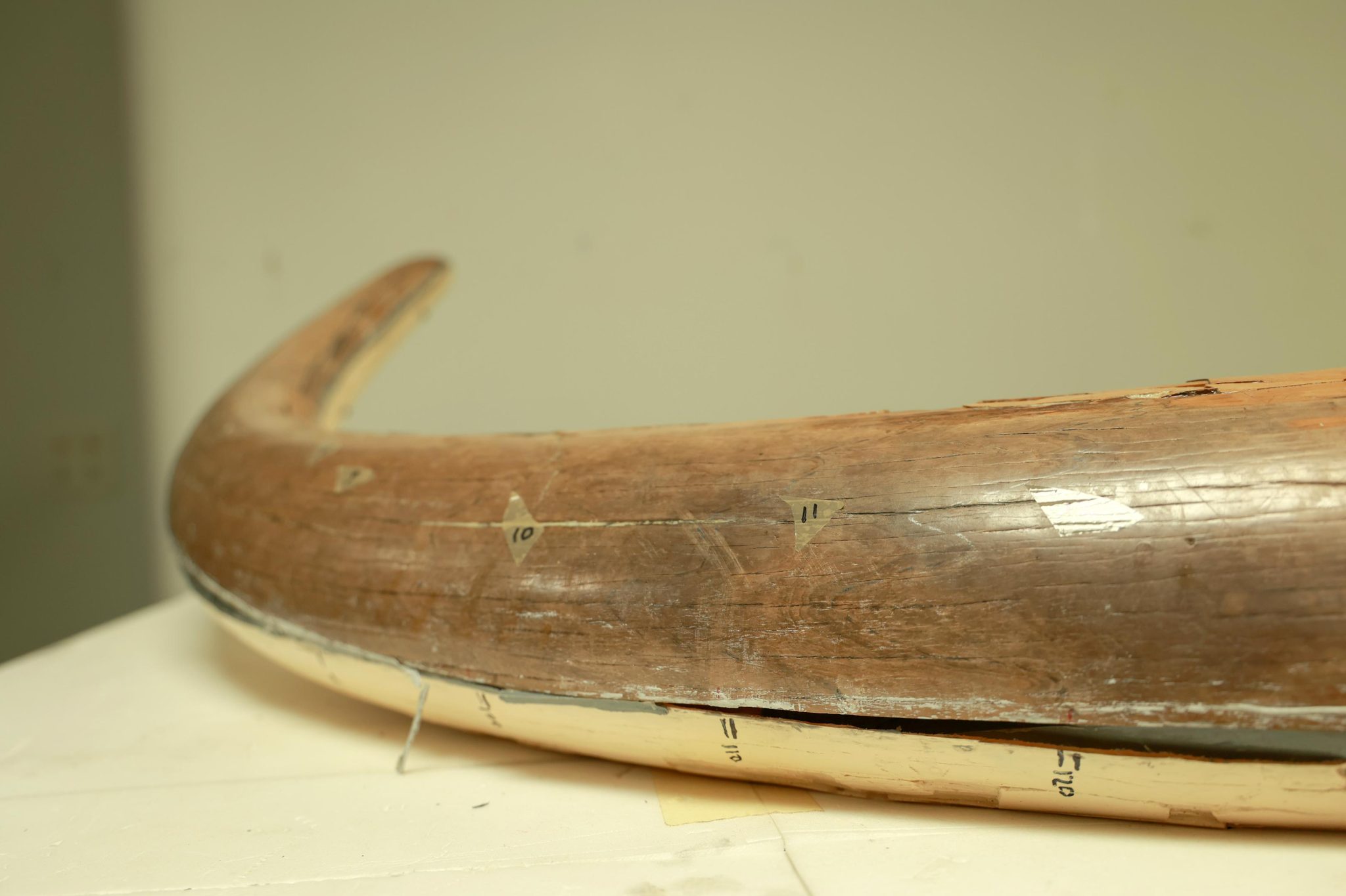 Mastodon Killed in Bloody Battle 13,200 Years Ago – Reveals Extinct ...