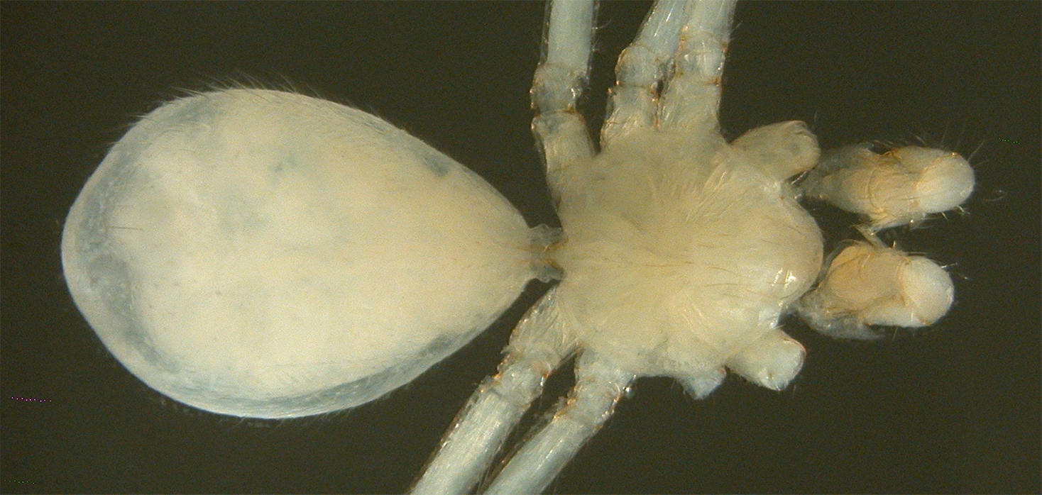 Australia’s Latest Surprise: New Species of Daddy Long-Legs Spider ...