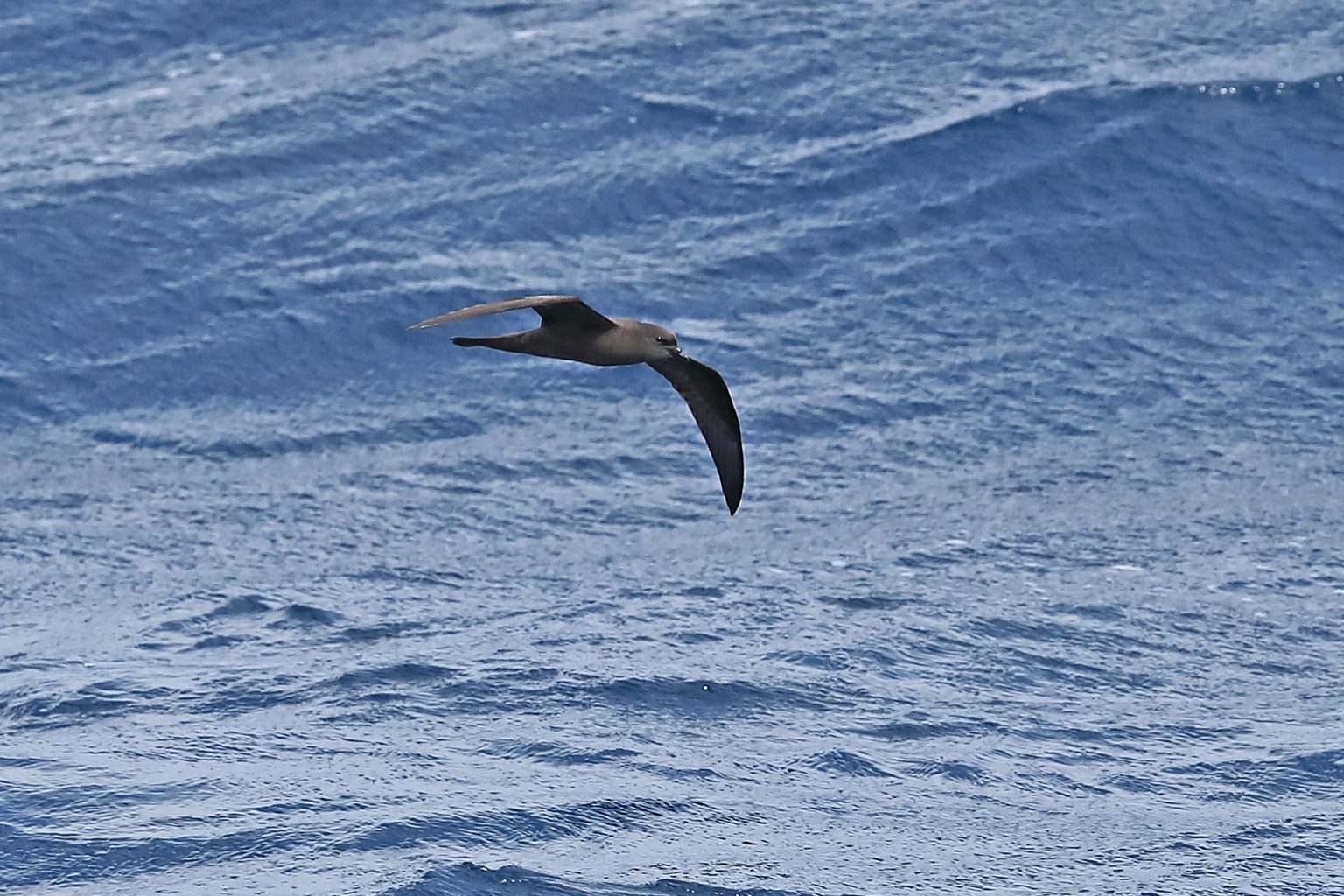 Using GPS, Researchers Discovered This Small Seabird Can Fly More Than ...