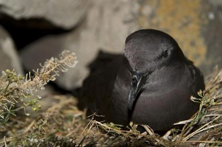 Using GPS, Researchers Discovered This Small Seabird Can Fly More Than ...