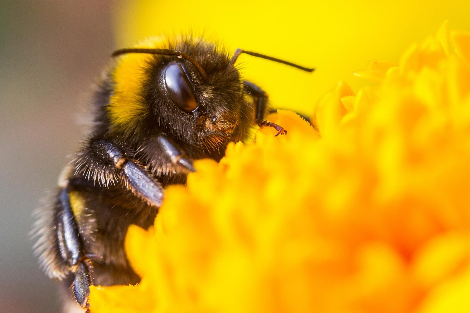An Incredible New Bumble Bee Behavior Was Just Discovered – So ...