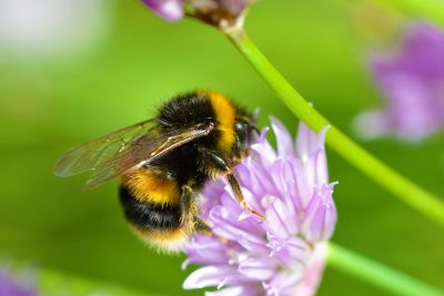 Scientists Uncover the Evolutionary Genetic Pathway That Colors Bumble ...