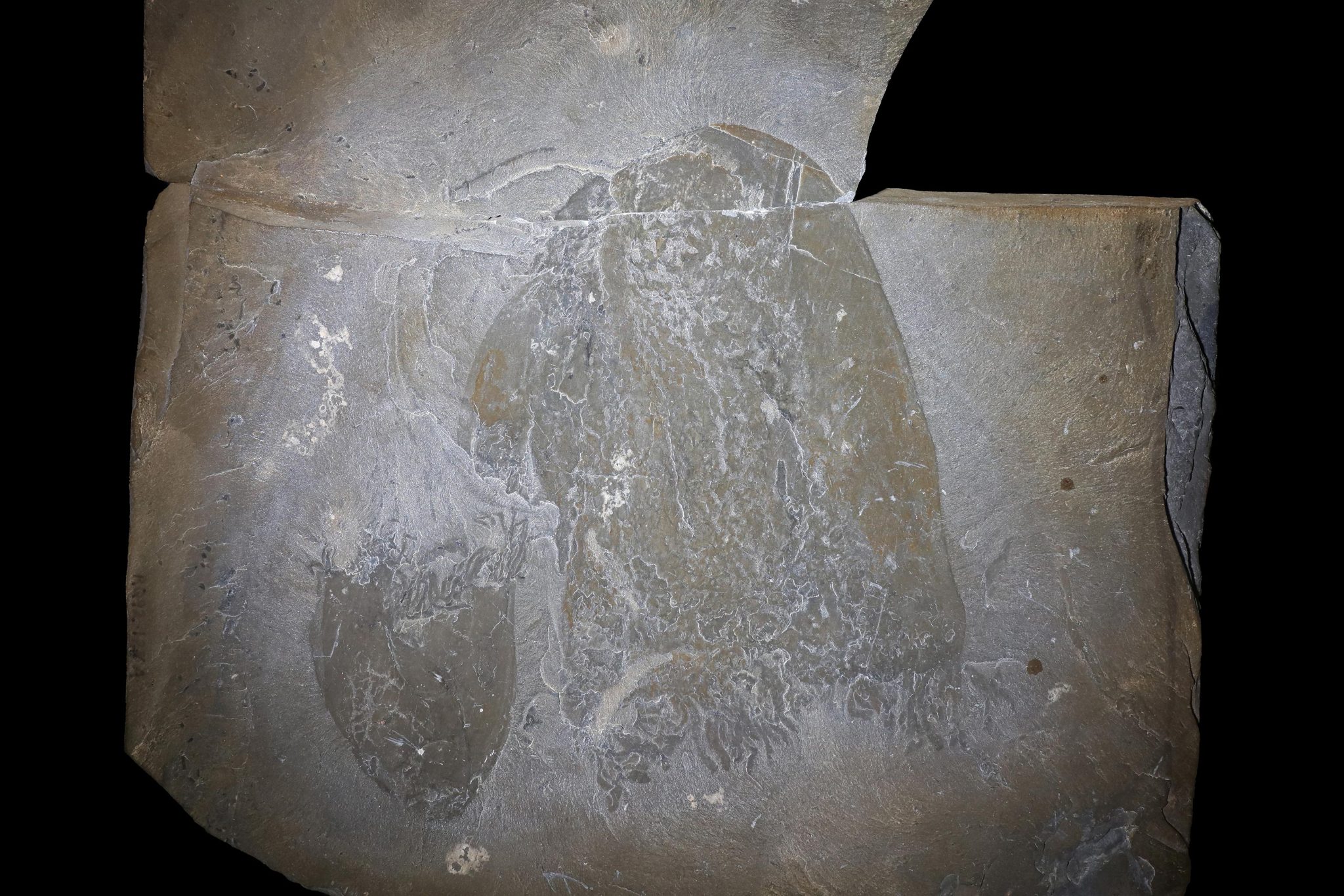 Landmark Discovery of the Oldest Known Swimming Jellyfish – 505 Million ...