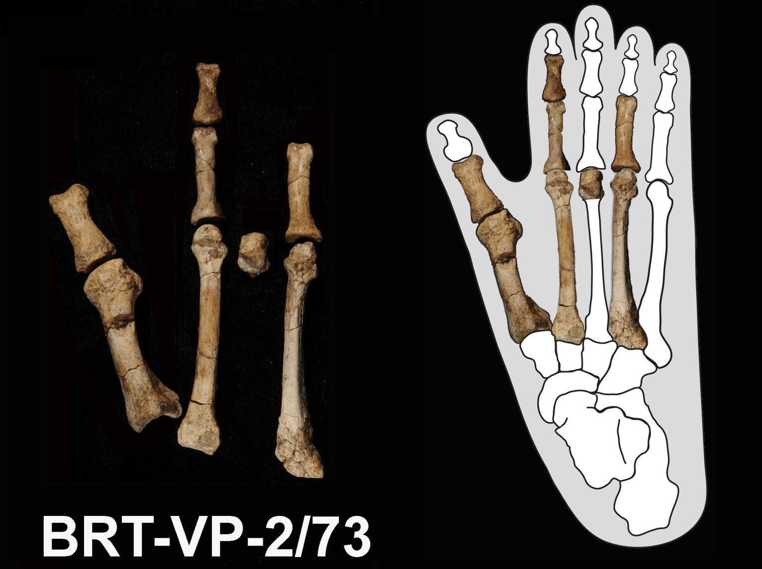 This 3.4 Million-Year-Old Foot Changes the Story of Human Origins