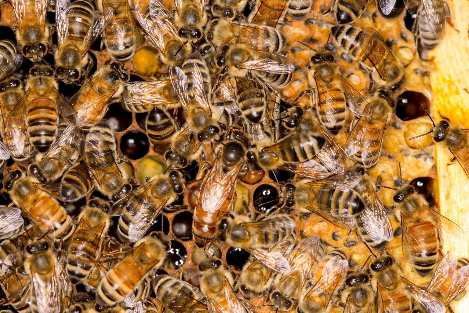 Heat Waves Are Overwhelming Honey Bee Hives