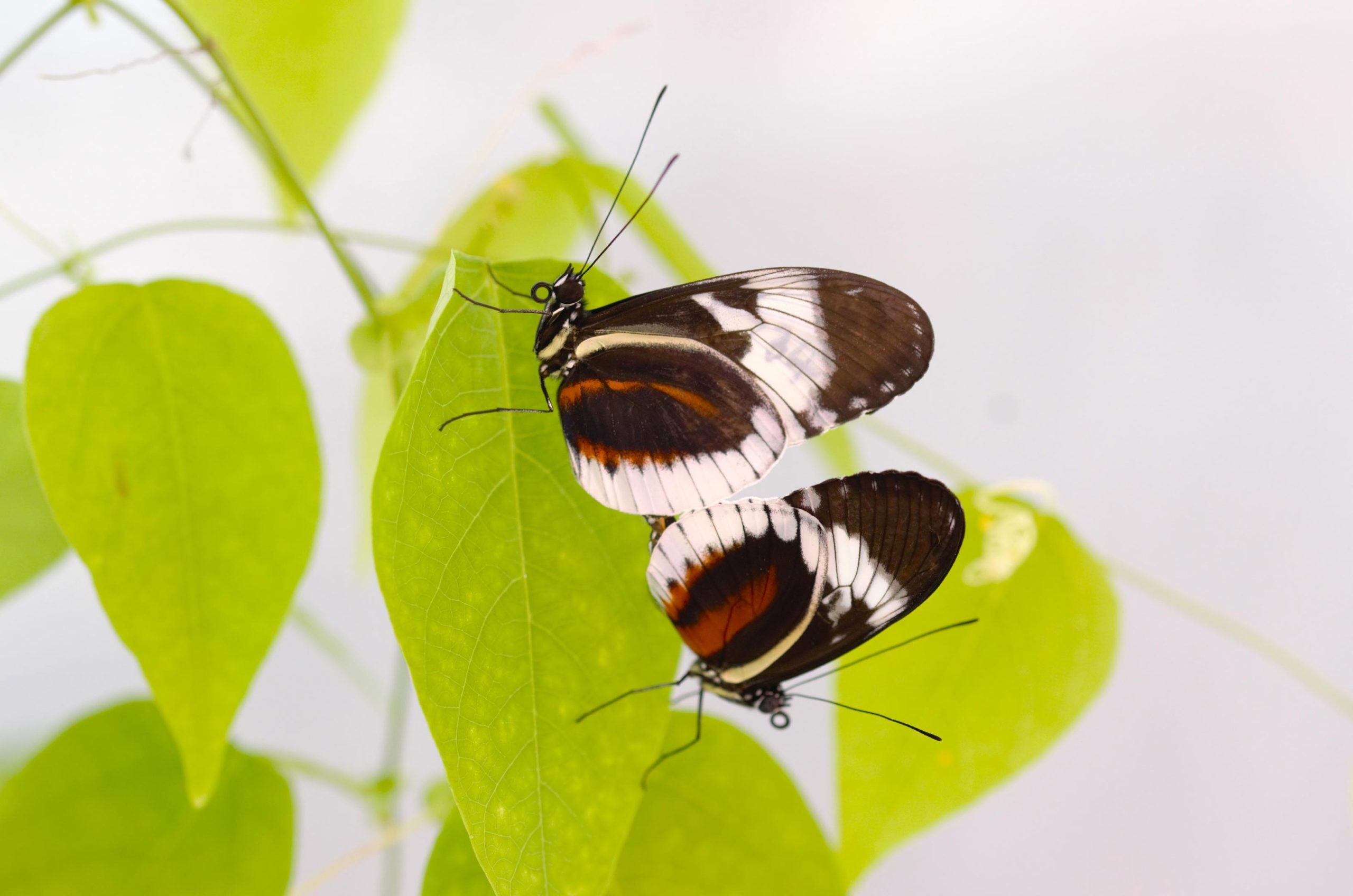 A Tiny Brain Tweak Sparks Rapid Evolution in Butterfly Romance