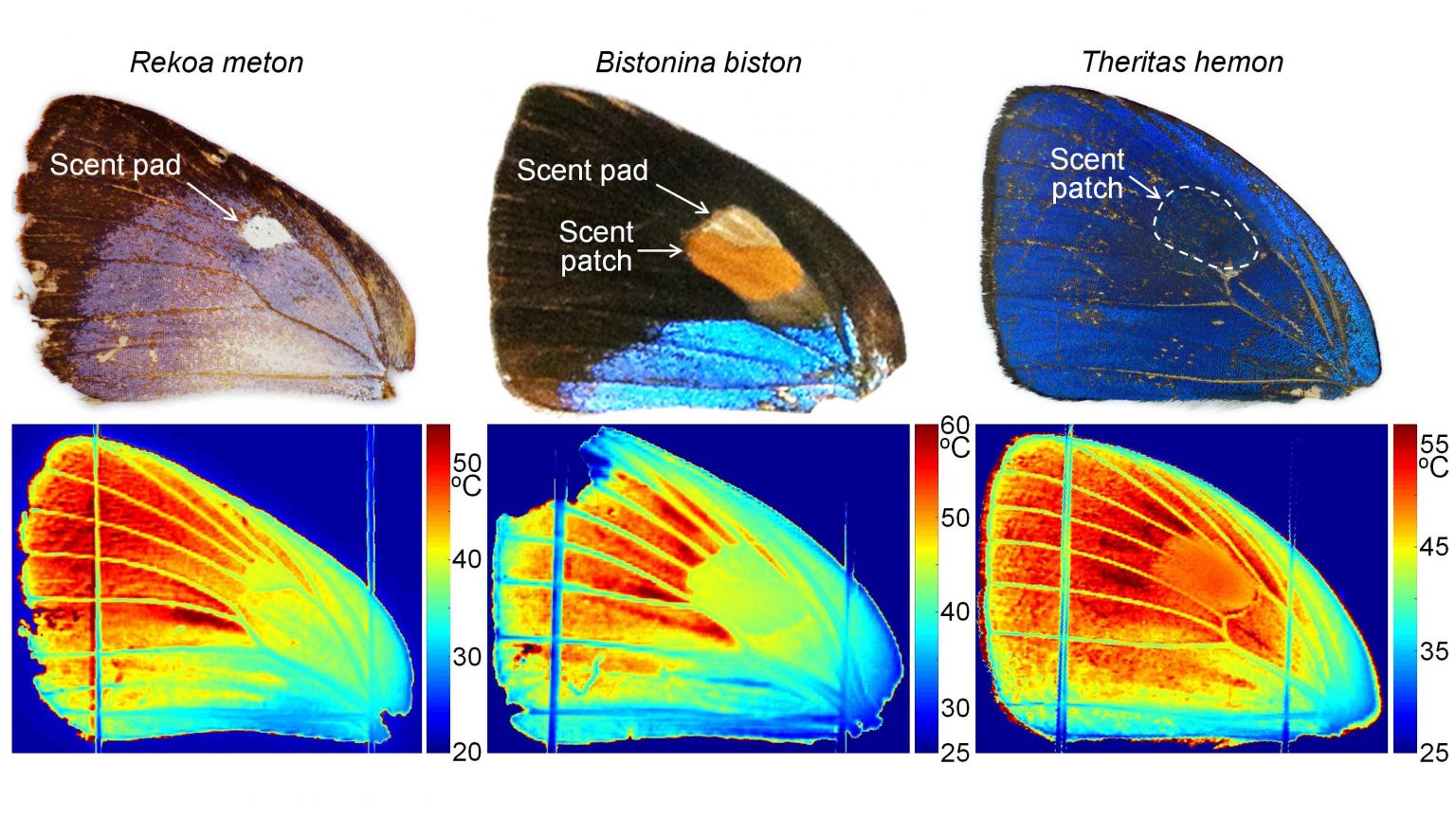 Nanostructures and Living Cells in Butterfly Wings Could Inspire ...