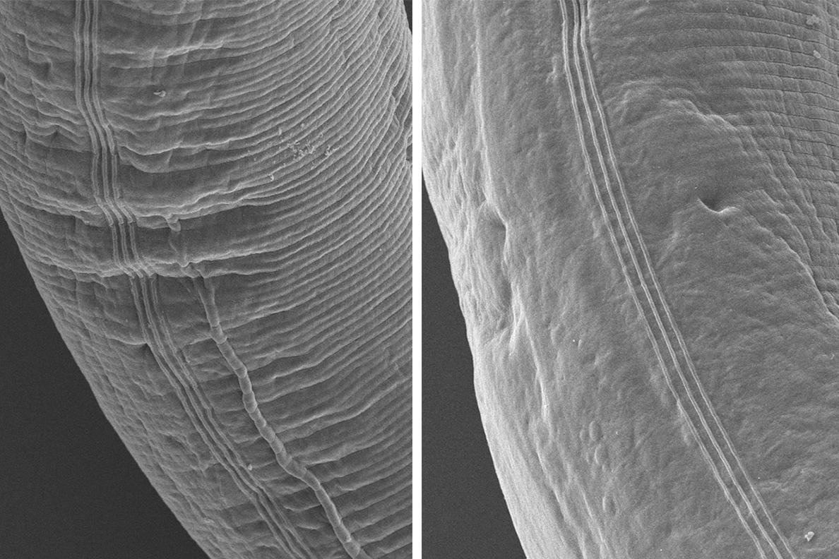 NPR-8: The Protein That Could Extend Human Lifespan in a Warming World