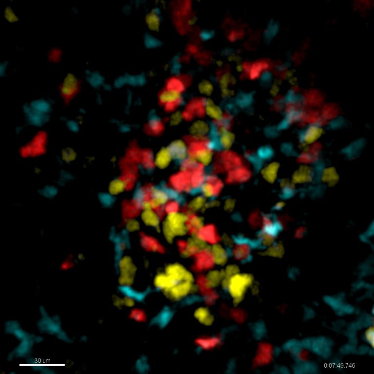 Scientists Discover New Phase of the Immune Response