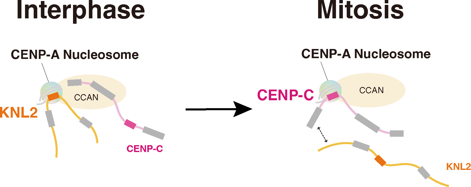 Cryogenic Electron Microscopy Reveals New Insights Into Centromere Structure