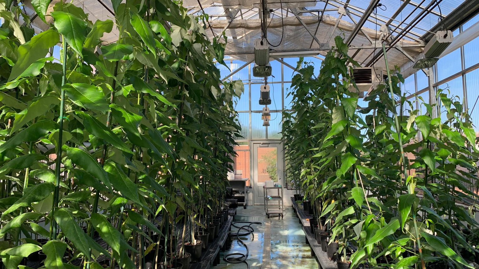 CRISPR Gene Editing Used To Build a Better Forest Tree for Sustainable ...