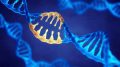 Effectiveness of Ultrasound Cancer Therapy Boosted by CRISPR/Cas9 Gene ...