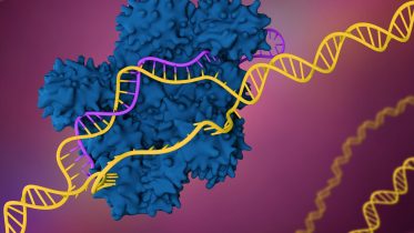 “Mini” CRISPR Genetic Editing System Engineered – Easier To Deliver ...