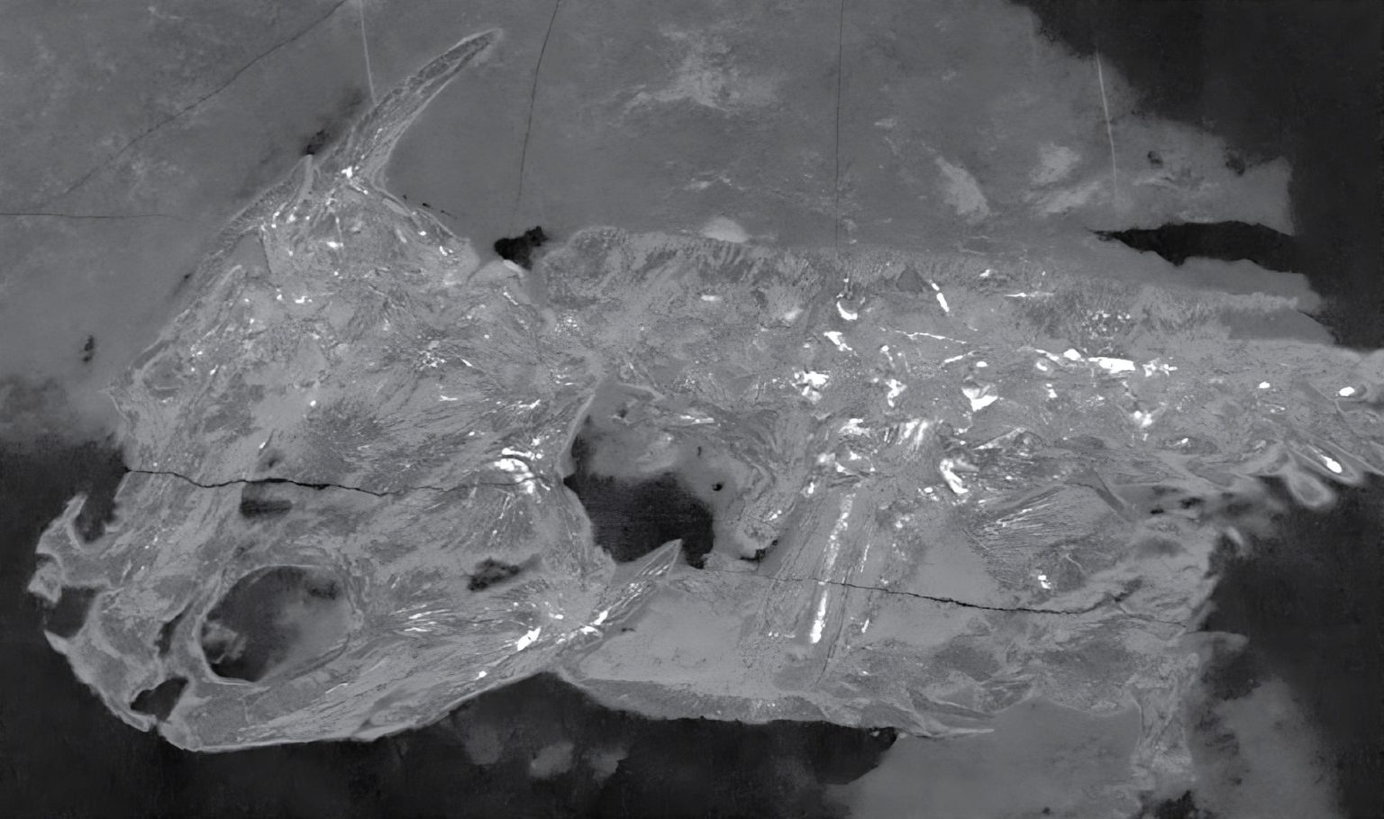 Prehistoric Puzzle Deciphered – Scientists Solve the Mystery of 300 ...