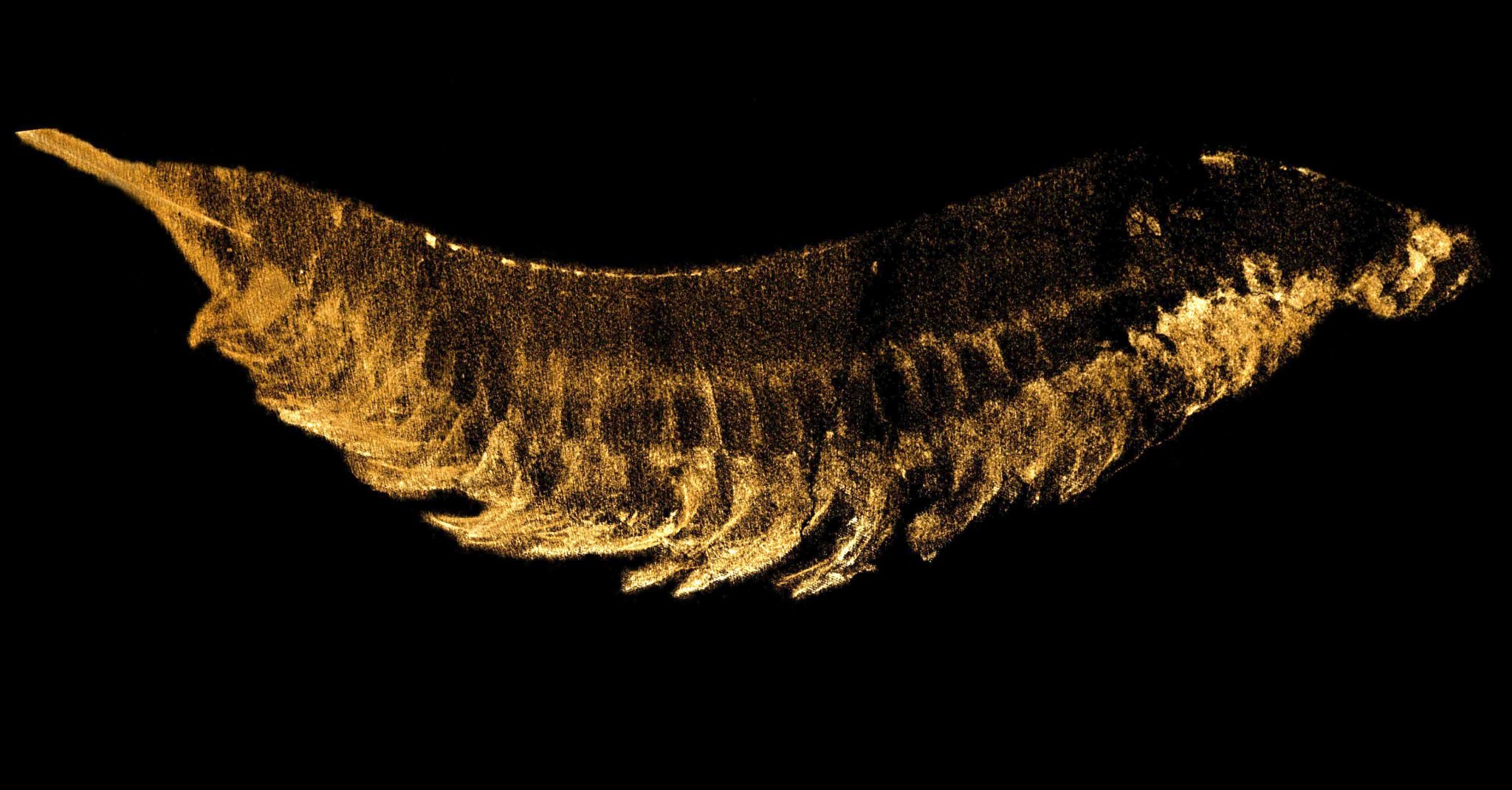 Three Eyed “fossil Monster” 520 Million Year Old Fossil Reveals