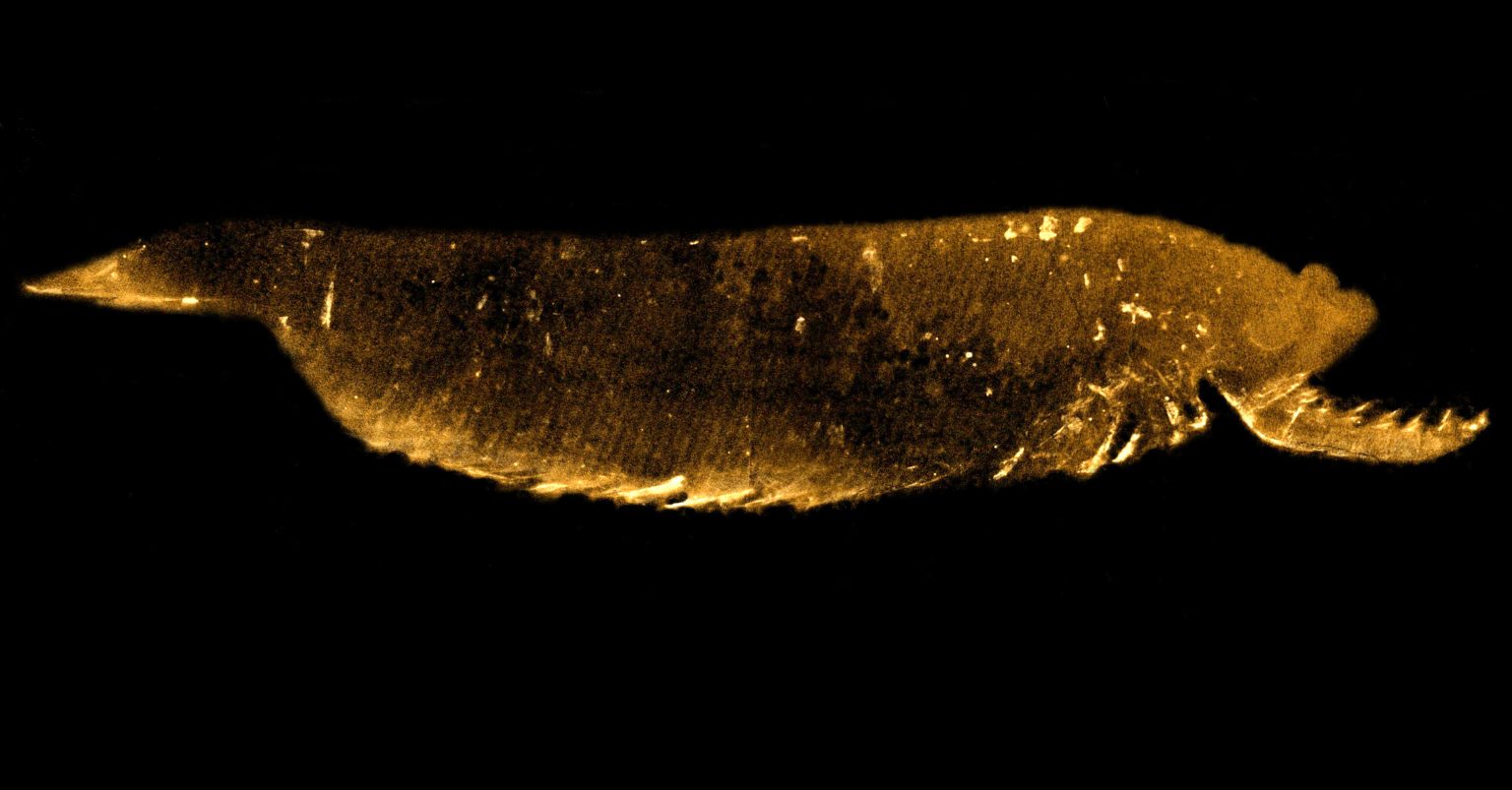 Three-Eyed “Fossil Monster” – 520 Million-Year-Old Fossil Reveals ...