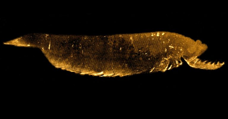 Three-Eyed “Fossil Monster” – 520 Million-Year-Old Fossil Reveals ...