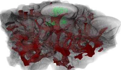 Paleontologists Uncover 465-Million-Year-Old Secret: The True Purpose ...