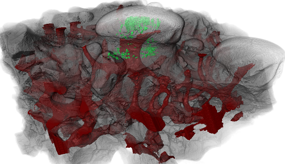 Paleontologists Uncover 465-Million-Year-Old Secret: The True Purpose ...