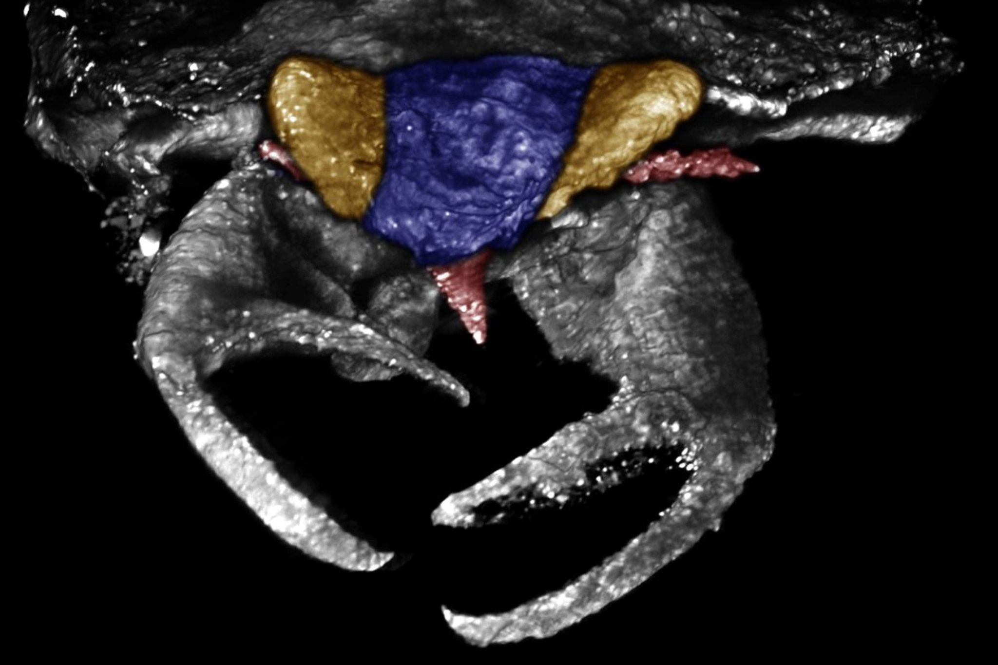 Scientists Discover Bizarre 100-Million-Year-Old Insect With Giant Claws