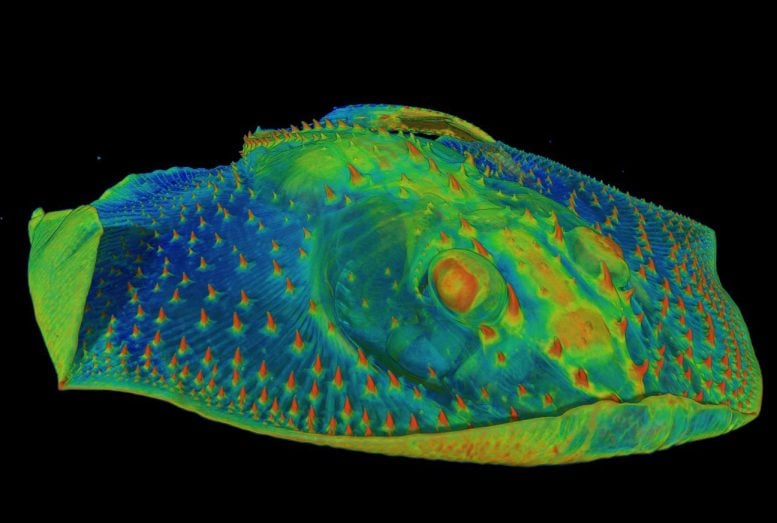 Paleontologists Uncover 465-Million-Year-Old Secret: The True Purpose ...