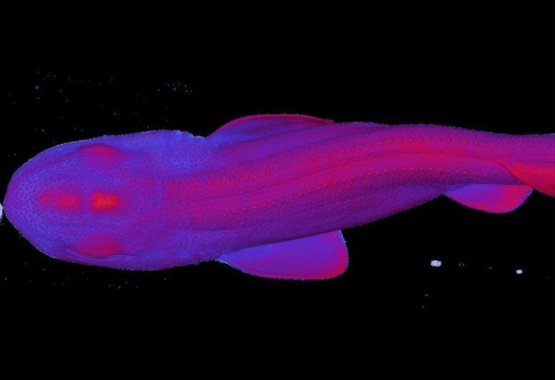 Paleontologists Uncover 465-Million-Year-Old Secret: The True Purpose ...