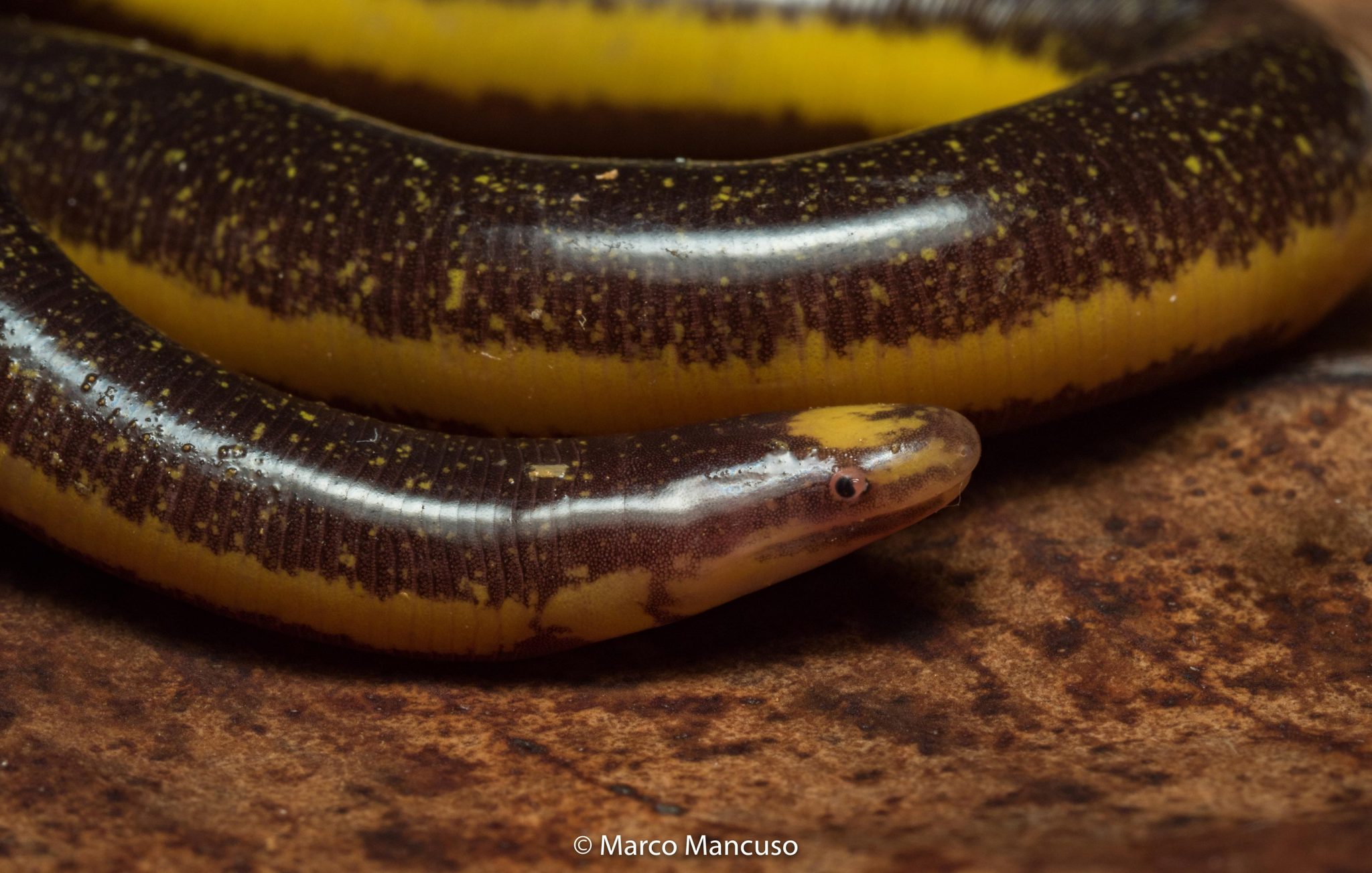 Evolutionary Triumph: How an Unlikely Amphibian Survived Its “Judgment Day”