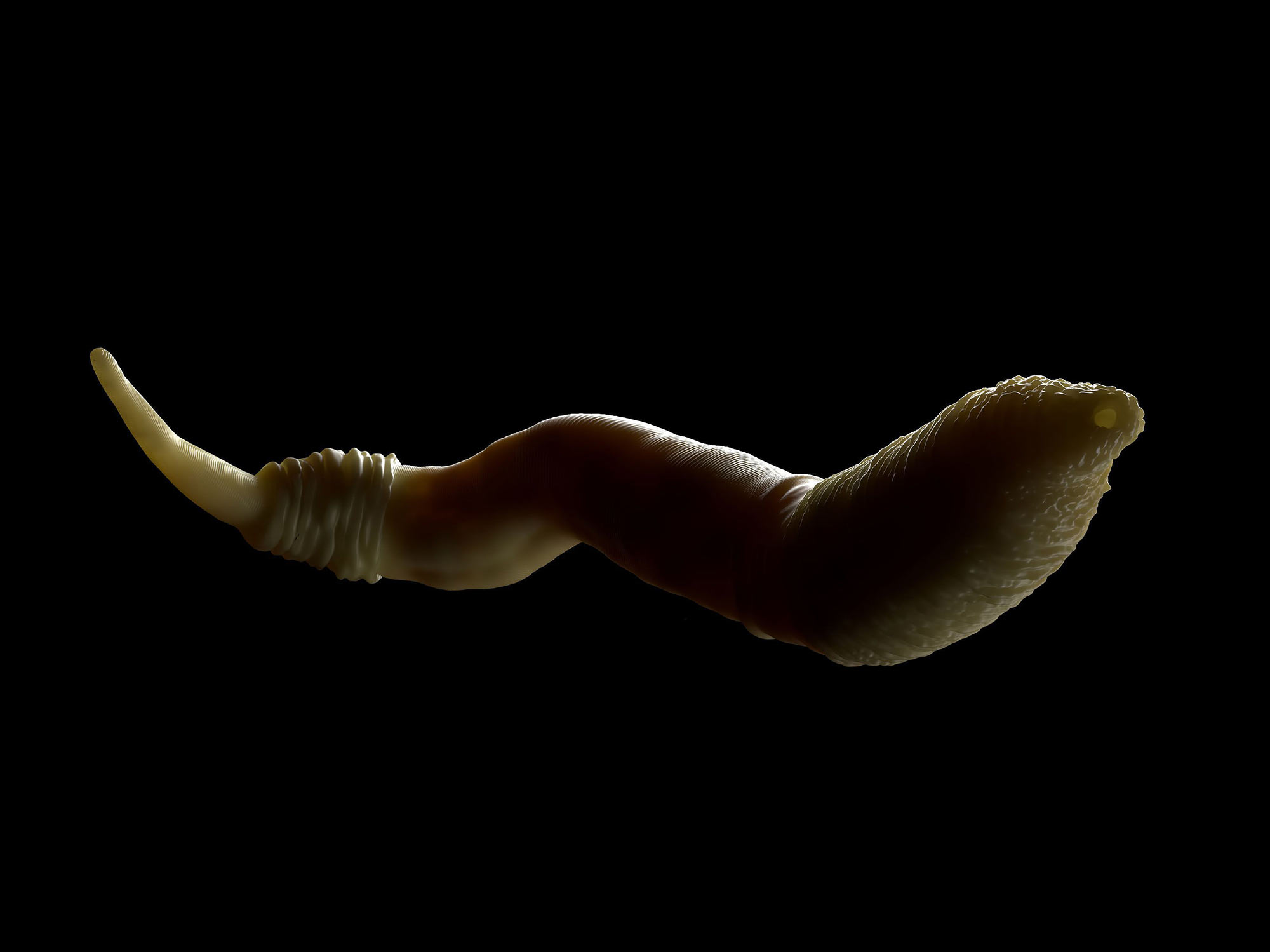 Two Transparent Worms Unveil Ancient Evolutionary Secrets