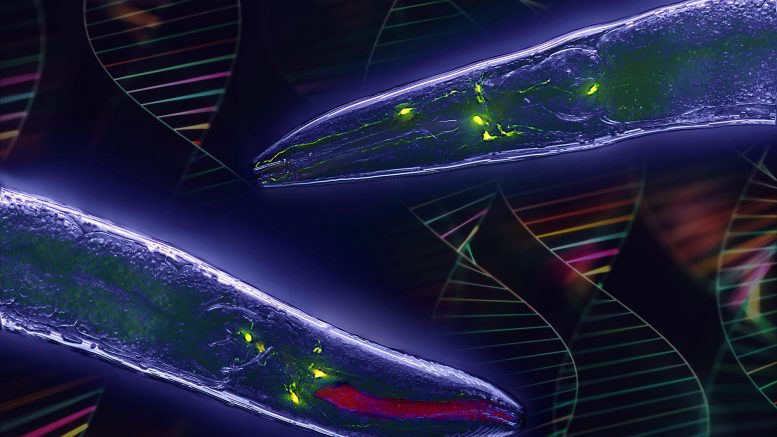 How Plants Find Their Symbiotic Bacteria Partners