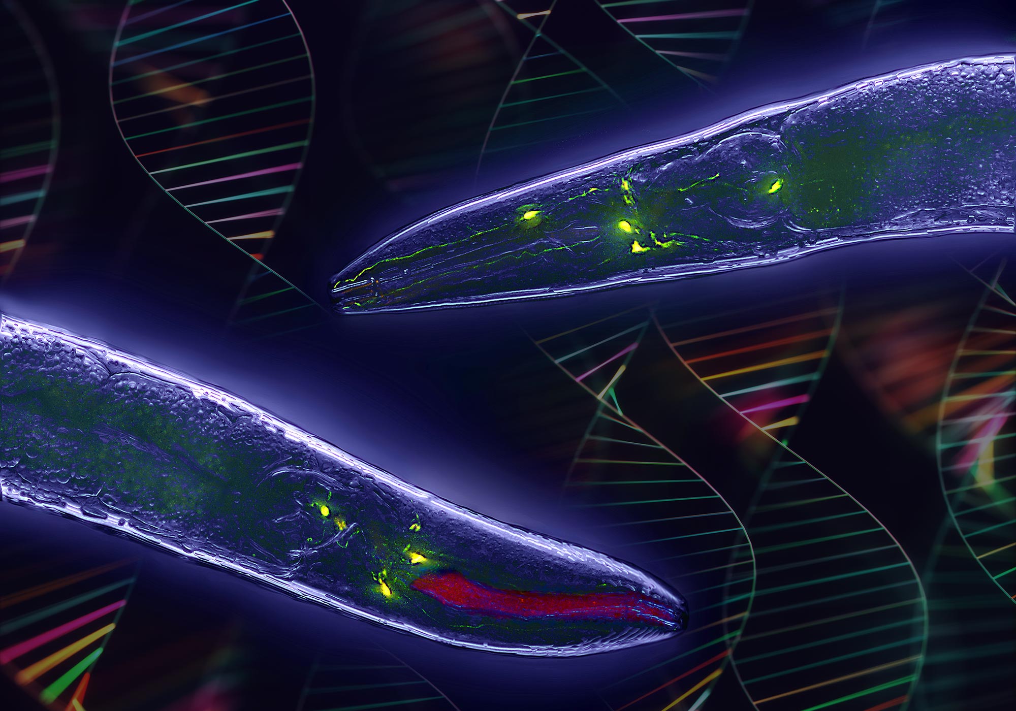 Ancient Worm Reveals Way to Destroy Toxic Cells – Potential New Therapy ...