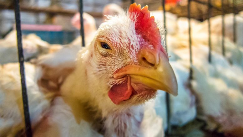 Genetic Contamination: Domesticated Chicken DNA Is Tainting Genomes of ...