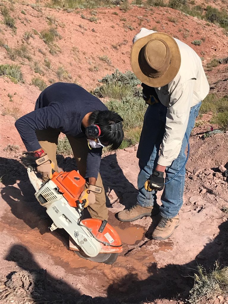 230 Million-Year-Old Salamander-Like Fossils Reveal Astonishing ...
