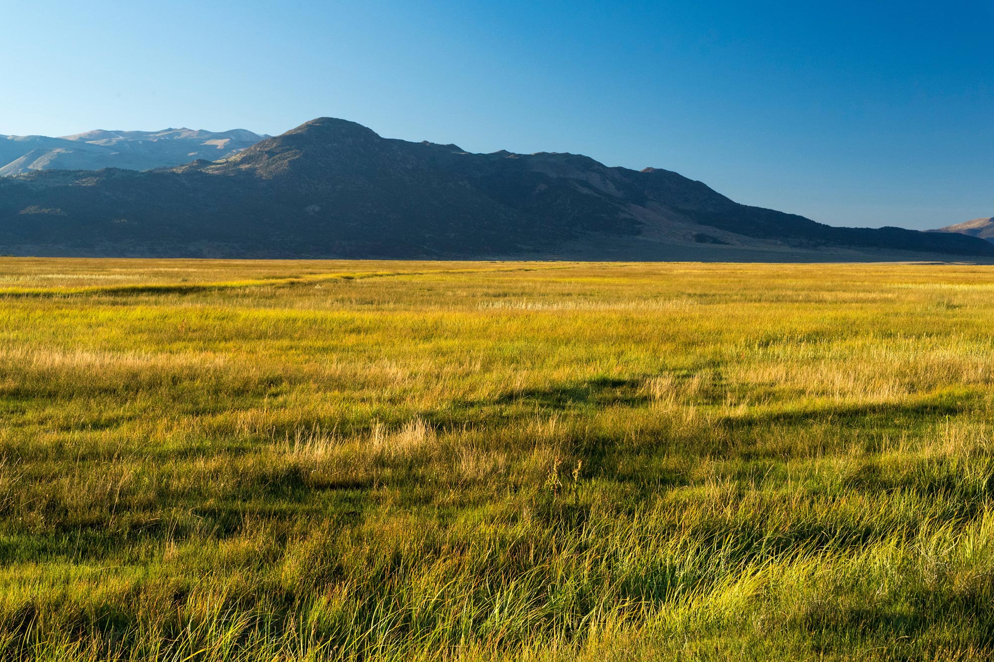 Grasslands Climate