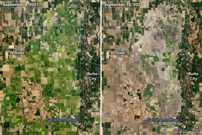 Satellite Images Reveal a Rough Year for Rice in California