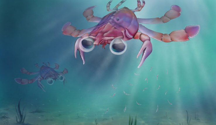 95 Million-Year-Old Species Has Scientists Rethinking The Definition Of ...